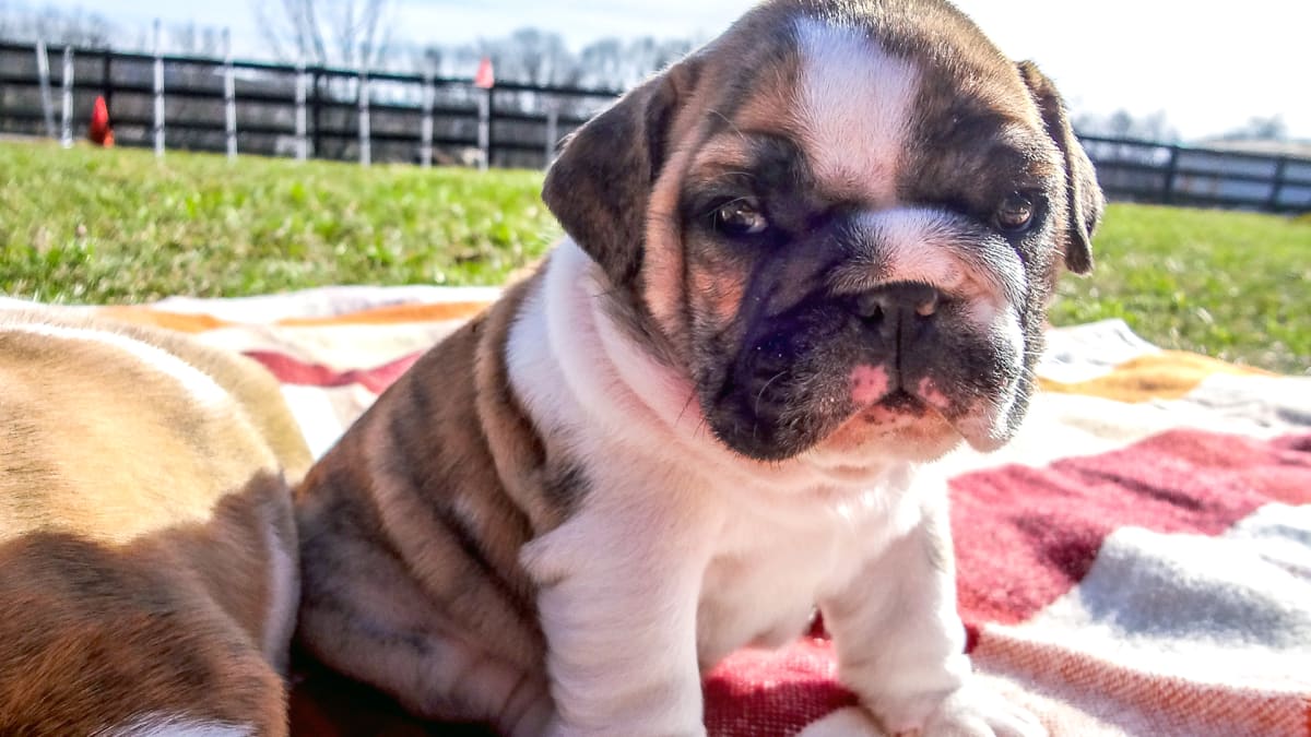 Tubby Puppies: Pint-Sized | Too Cute!