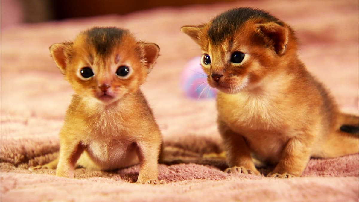Too Cute! Kittens | Too Cute!
