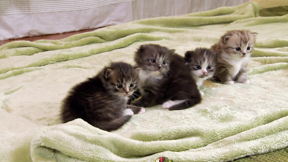 Cuddly Kittens | Too Cute!