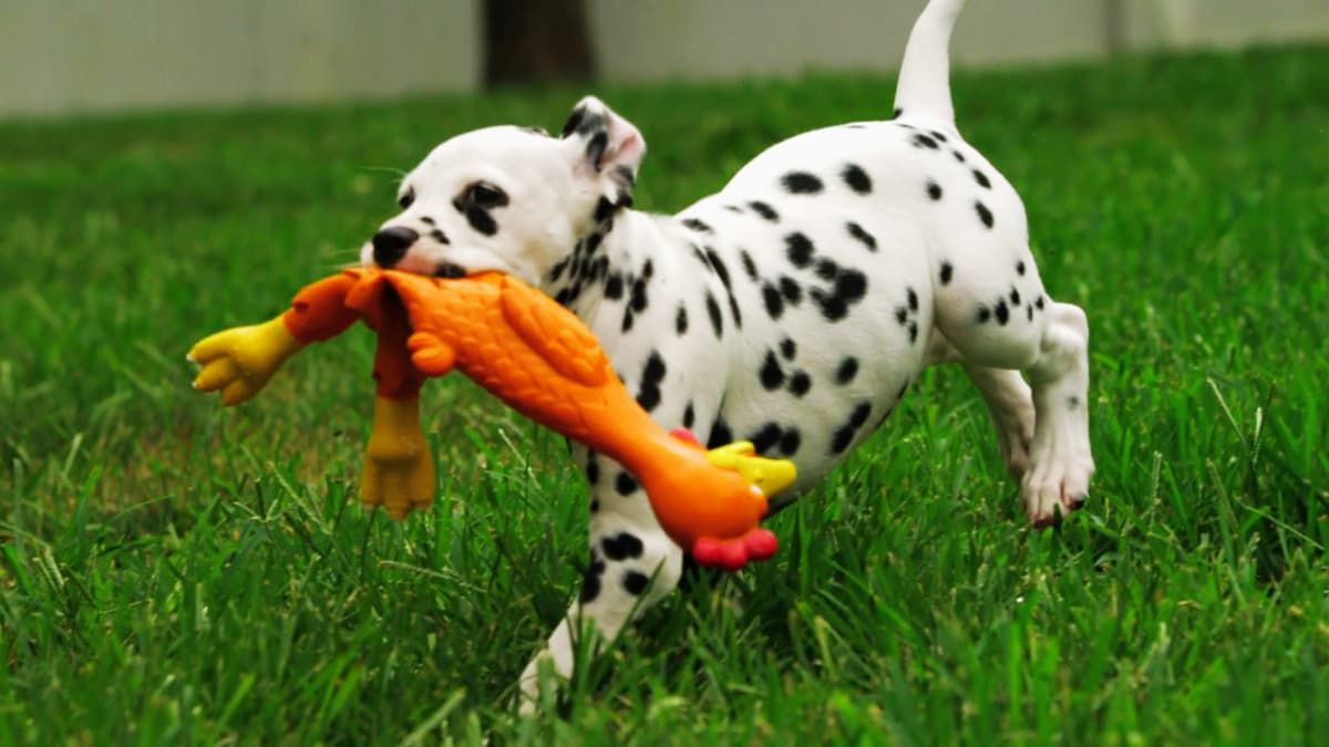 Spotted, Pampered Pups | Too Cute!