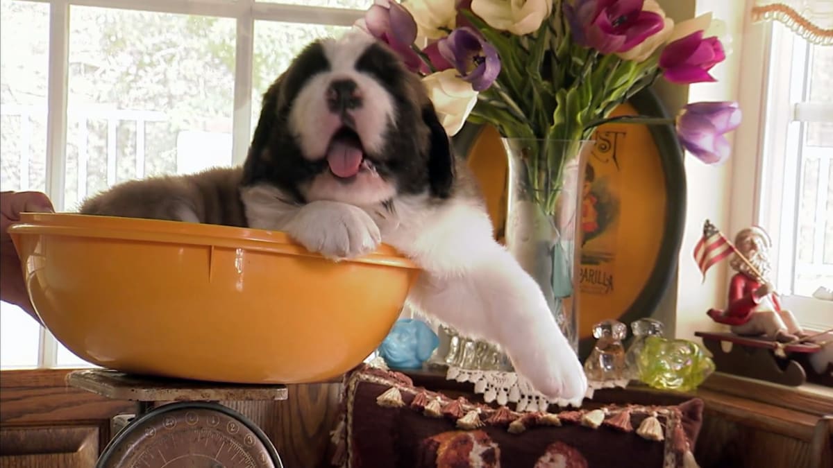 Roly-Poly Puppies | Too Cute!