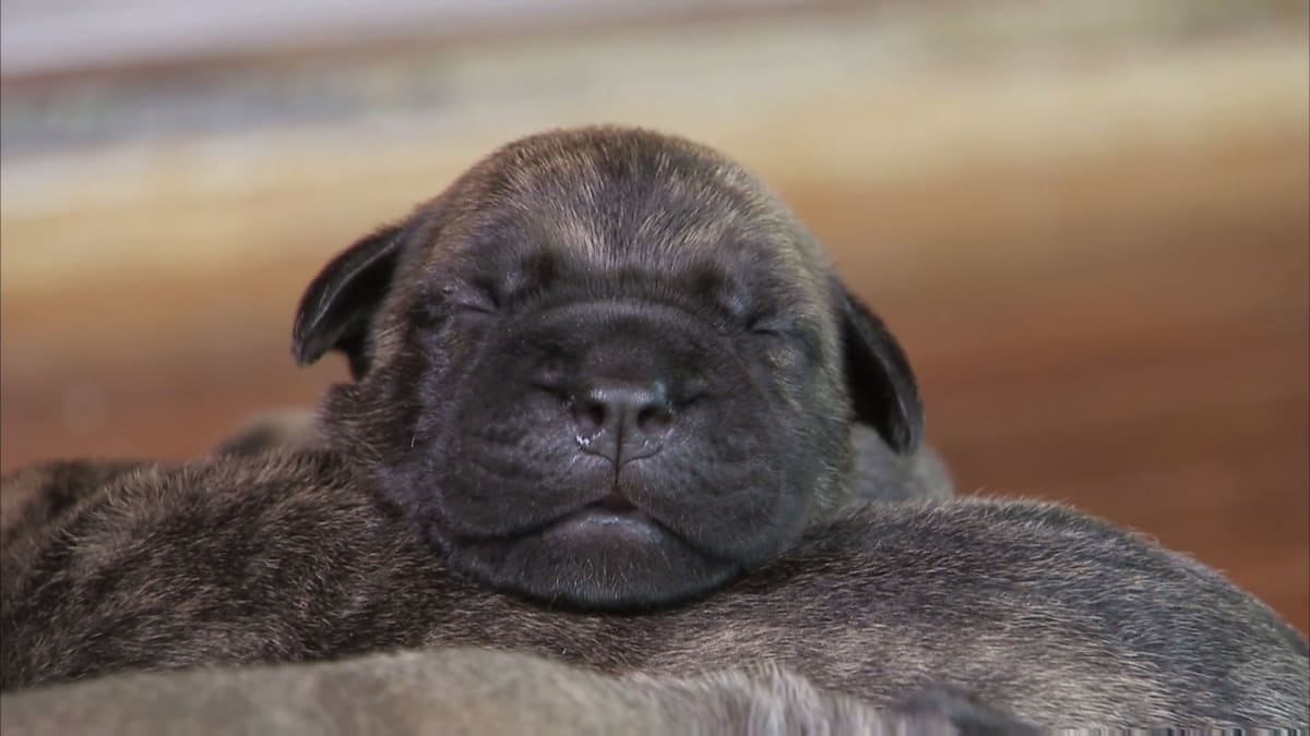 Little Lion Pups | Too Cute!