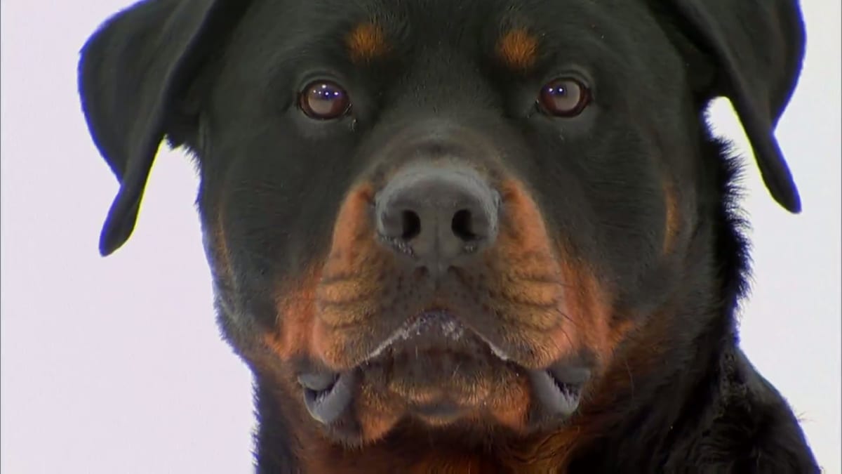 Most Misunderstood | Dogs 101: New Tricks