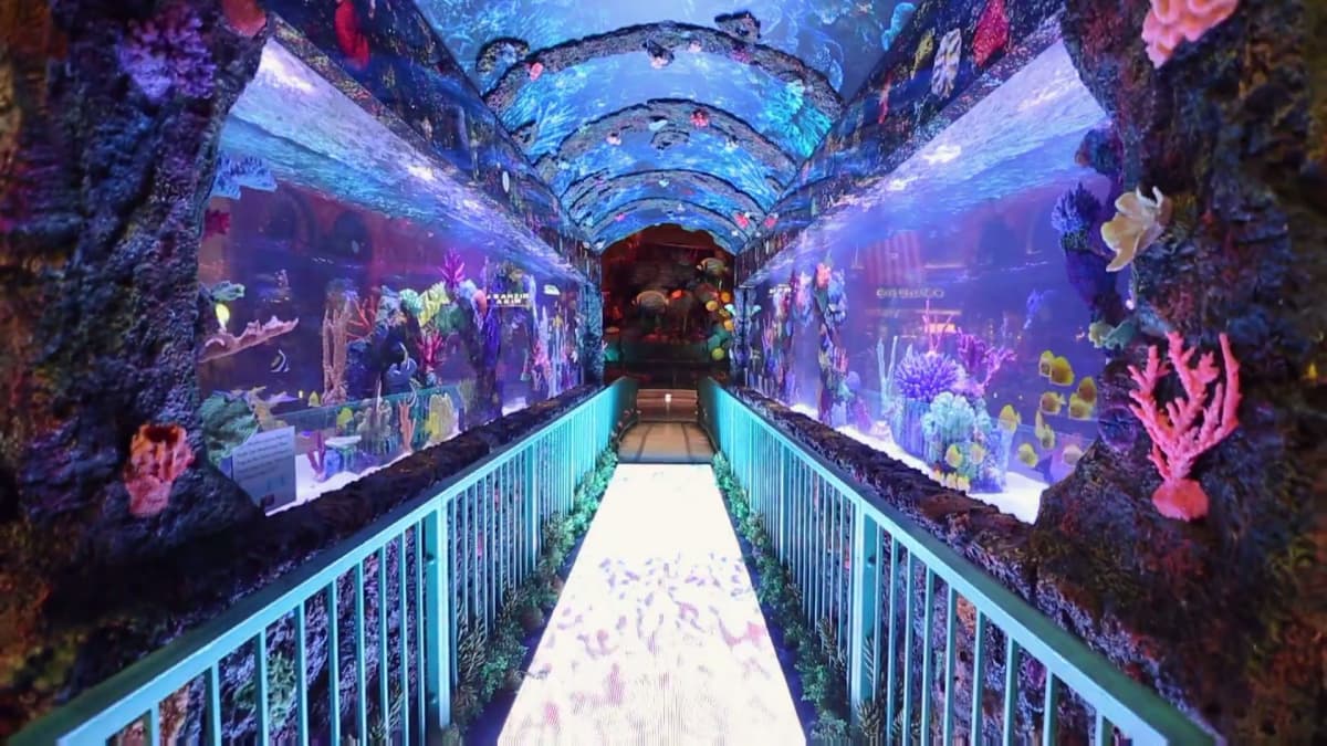 Bellagio Makeover | Tanked