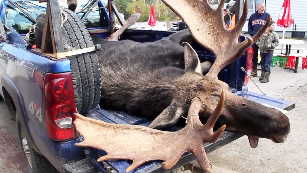 Dead Moose Talking | North Woods Law