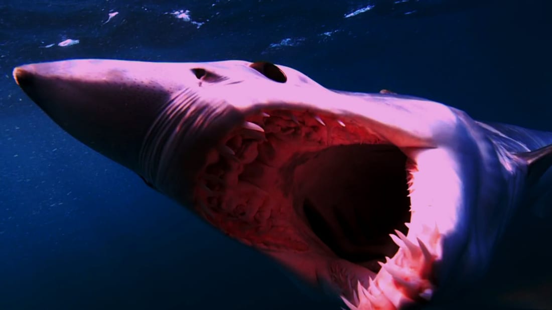 Shark Week | Watch Full Episodes & More! - Discovery