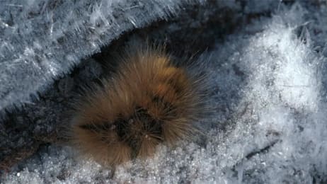 Caterpillar Survives Frozen Death - Frozen Planet | Discovery