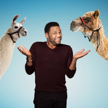 Must Love Cats | Watch Full Episodes & More! - Animal Planet