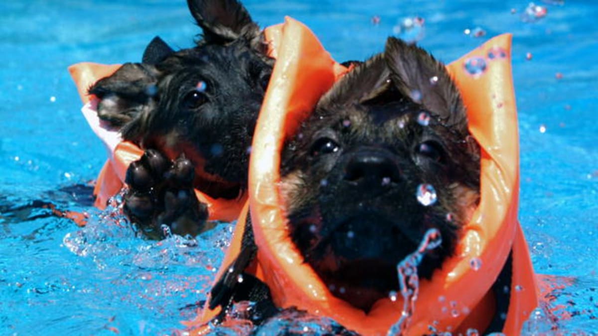 Slow Motion Puppies - Too Cute! | Animal Planet