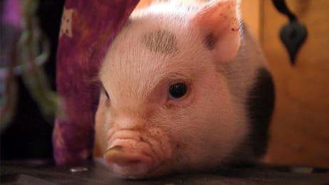 Tiny Great Danes - Too Cute! | Animal Planet