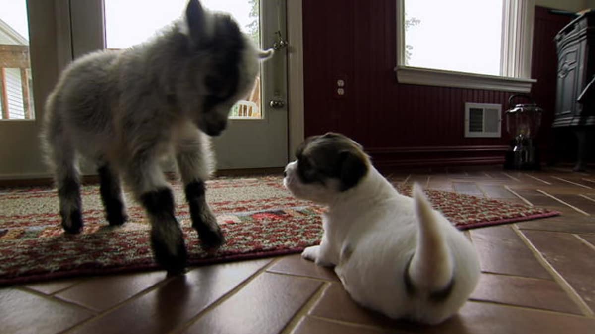 Pipsqueak Headbutts Puppies - Too Cute! | Animal Planet
