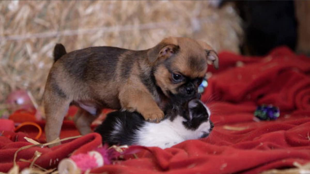 Grumpy Humphrey the Puppy LOVES Kittens - Too Cute! | Animal Planet