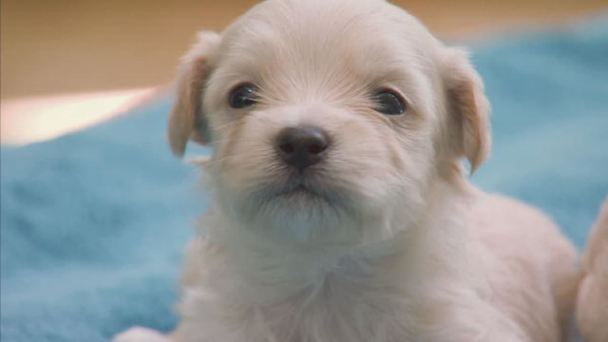 What's Wrong Millie? - Too Cute! | Animal Planet