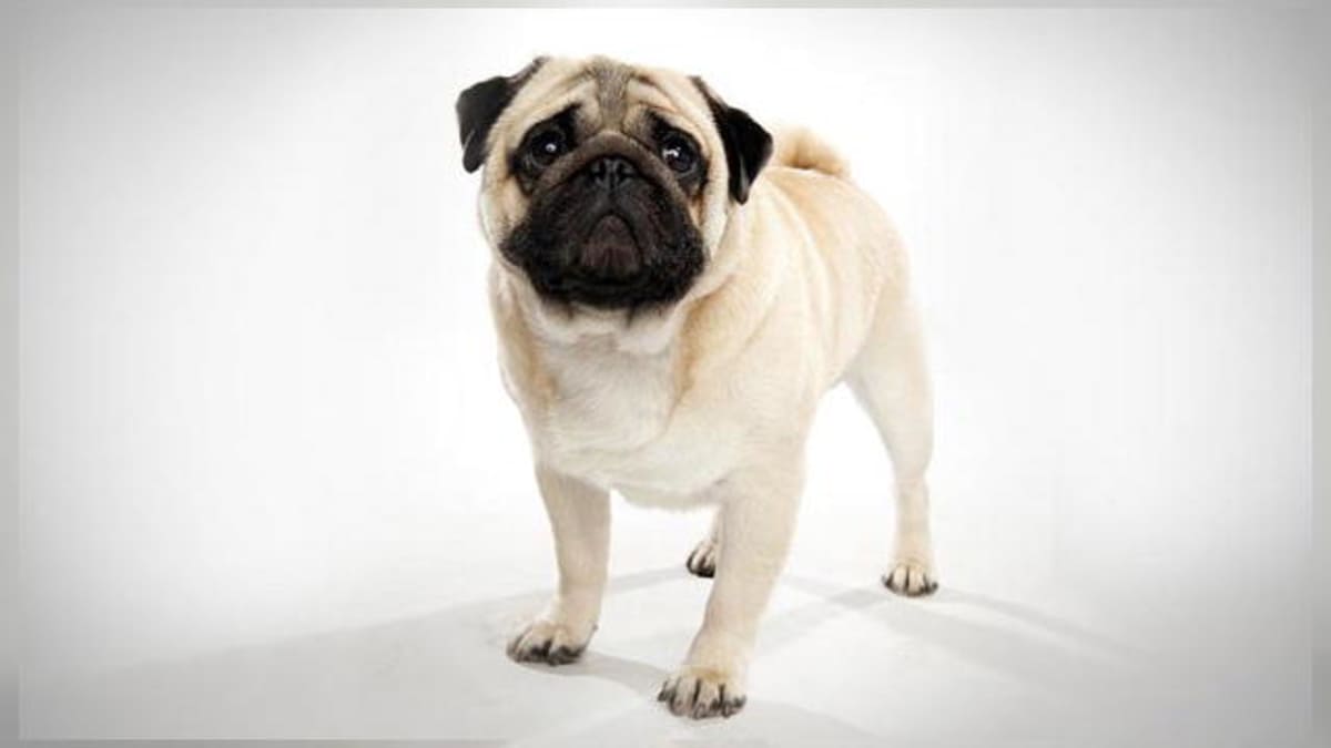 Pug - Dogs 101 | Animal Planet