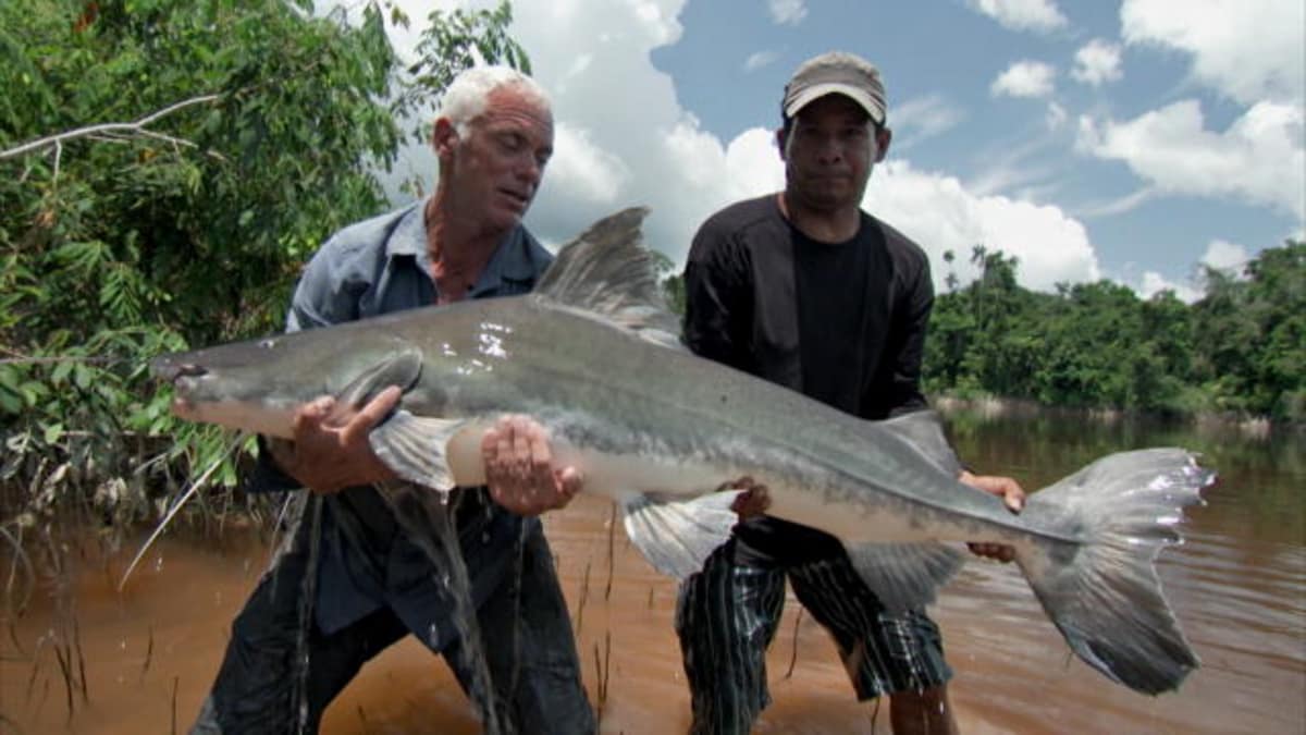 Warning - Giant Catfish Jaws May Cause BLEEDING - River Monsters ...