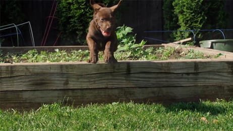 Tiny Great Danes - Too Cute! | Animal Planet