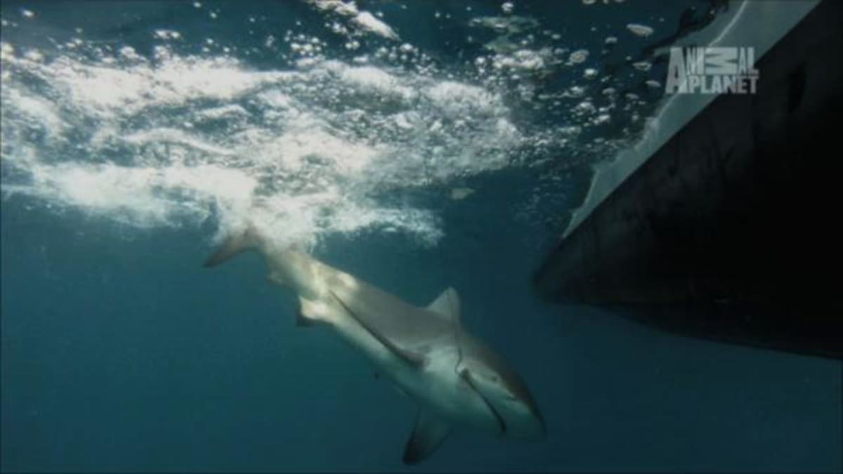 Serious Shark Fishing - River Monsters | Animal Planet