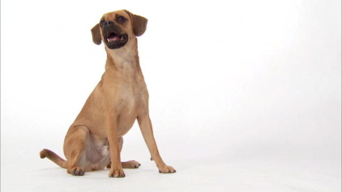 Puggle - Dogs 101 | Animal Planet