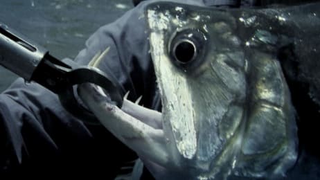 A Kiss of Death, Lamprey Sucks Jeremy's Blood - River Monsters | Animal ...