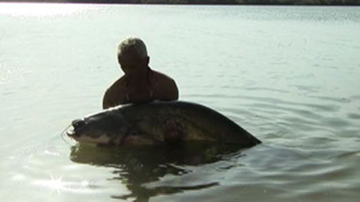 Wels Catfish Attacks - River Monsters | Animal Planet