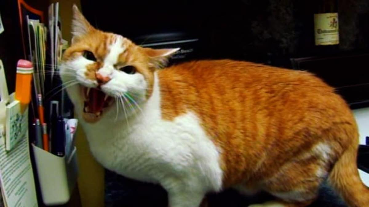 Milo the Menace Attacks Everyone in Sight - My Cat From Hell | Animal ...