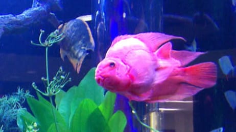 Aftershow: Tracy Morgan's Octopus Tank - Tanked | Animal Planet