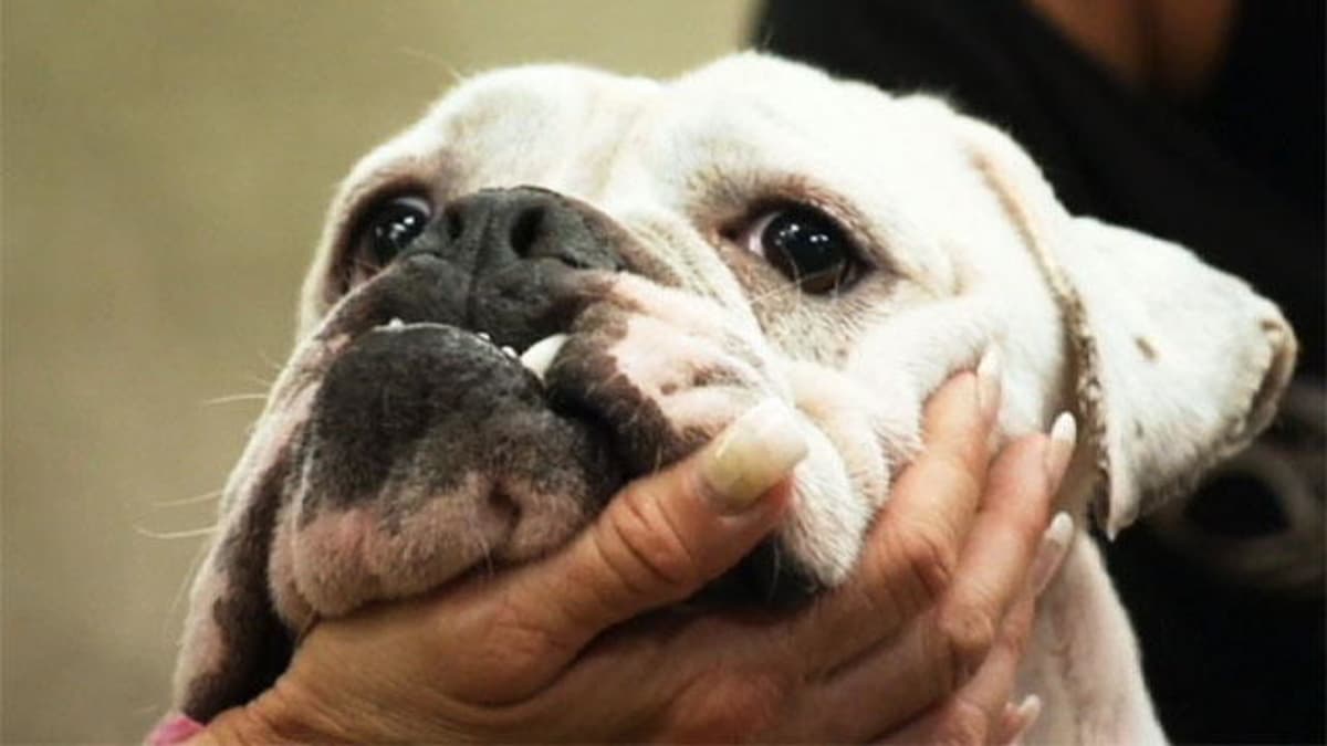 A Forever Home for Alien? - Pit Bulls & Parolees | Animal Planet