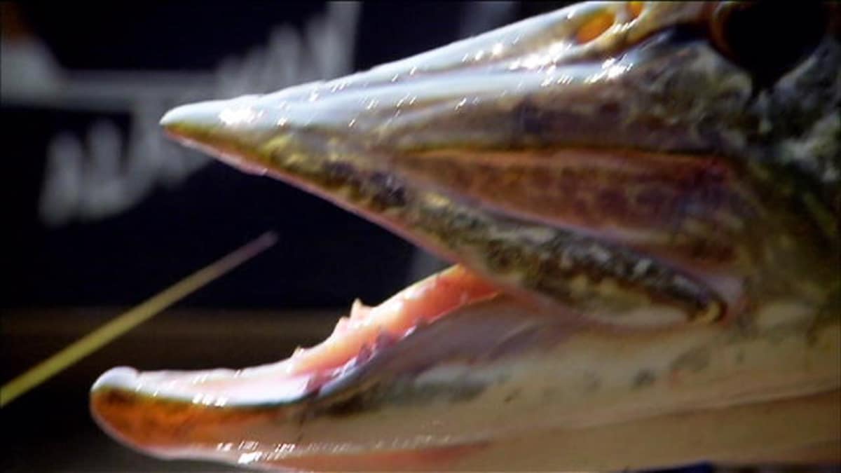 How to Catch a Northern Pike - River Monsters | Animal Planet