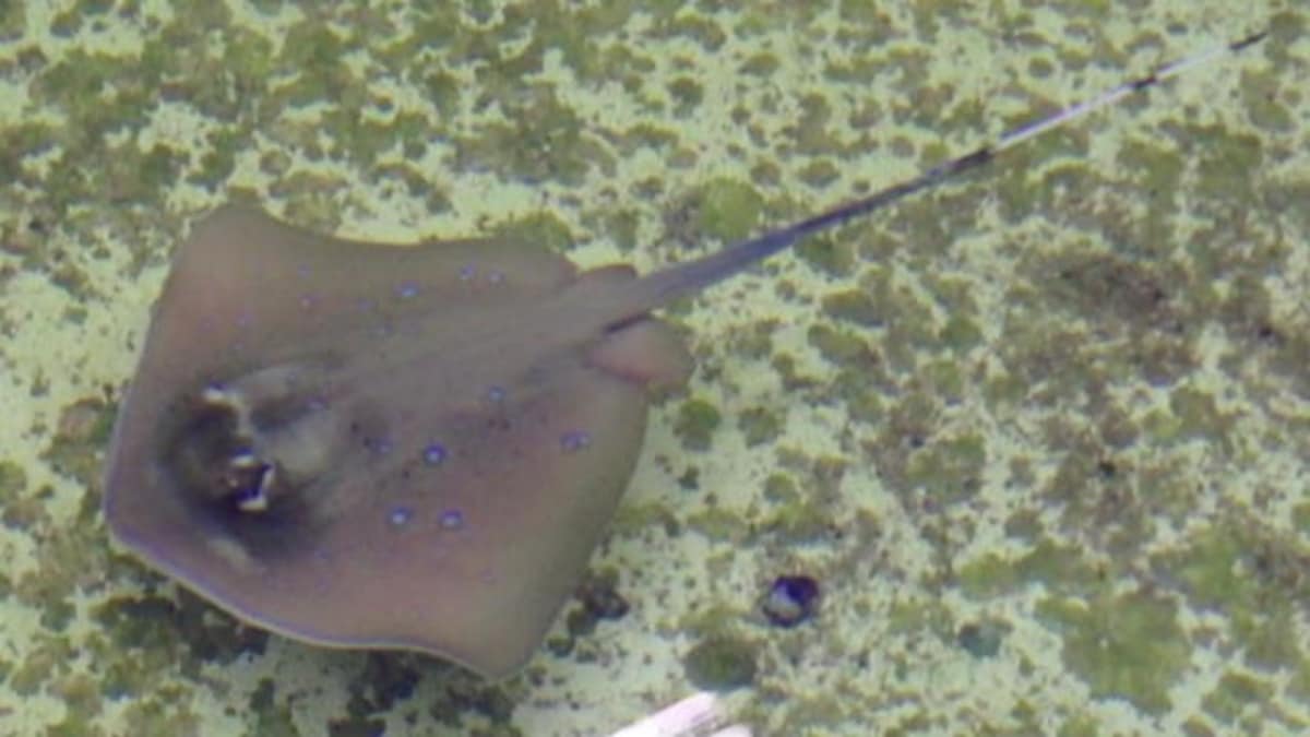 Aftershow: Dwyane Wade and Cowfish Tanks - Tanked | Animal Planet