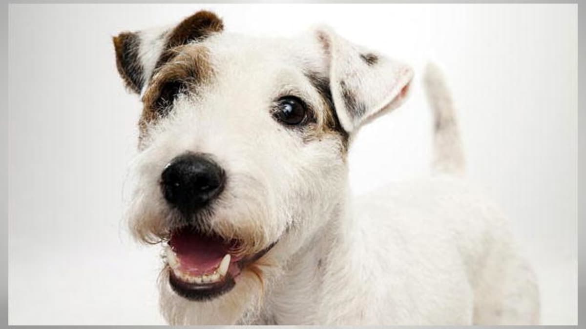 Jack Russell - Dogs 101 | Animal Planet
