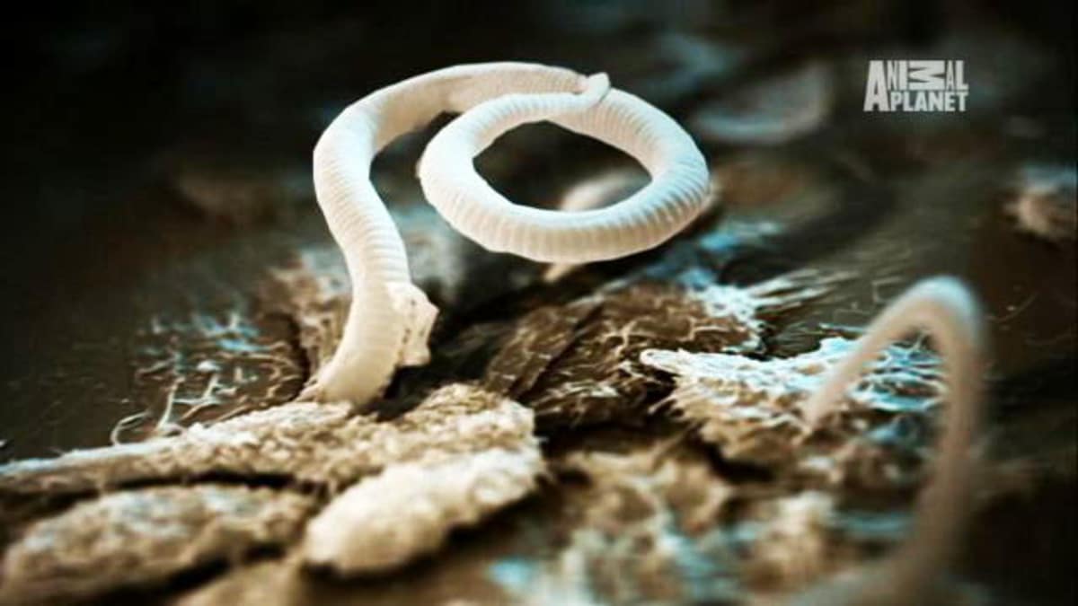 Worms In My Eye - Monsters Inside Me | Animal Planet