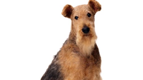 Lyndon B Johnson - Dogs 101 | Animal Planet