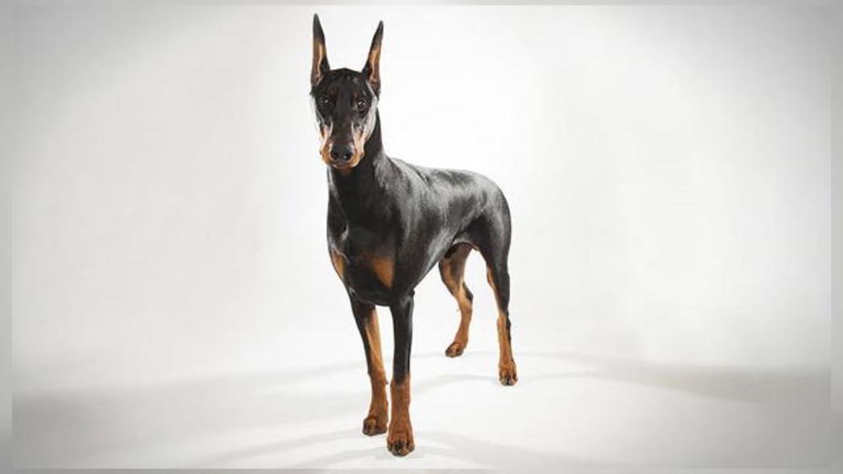 The Doberman - Dogs 101 | Animal Planet