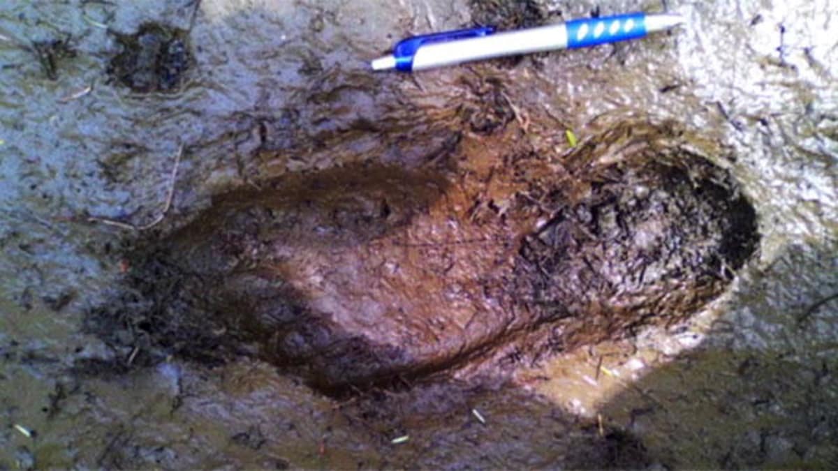 Pair of Sasquatch Tracks - Finding Bigfoot | Animal Planet