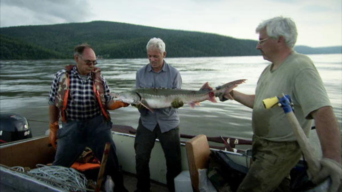 How to Catch a Kaluga Sturgeon - River Monsters | Animal Planet