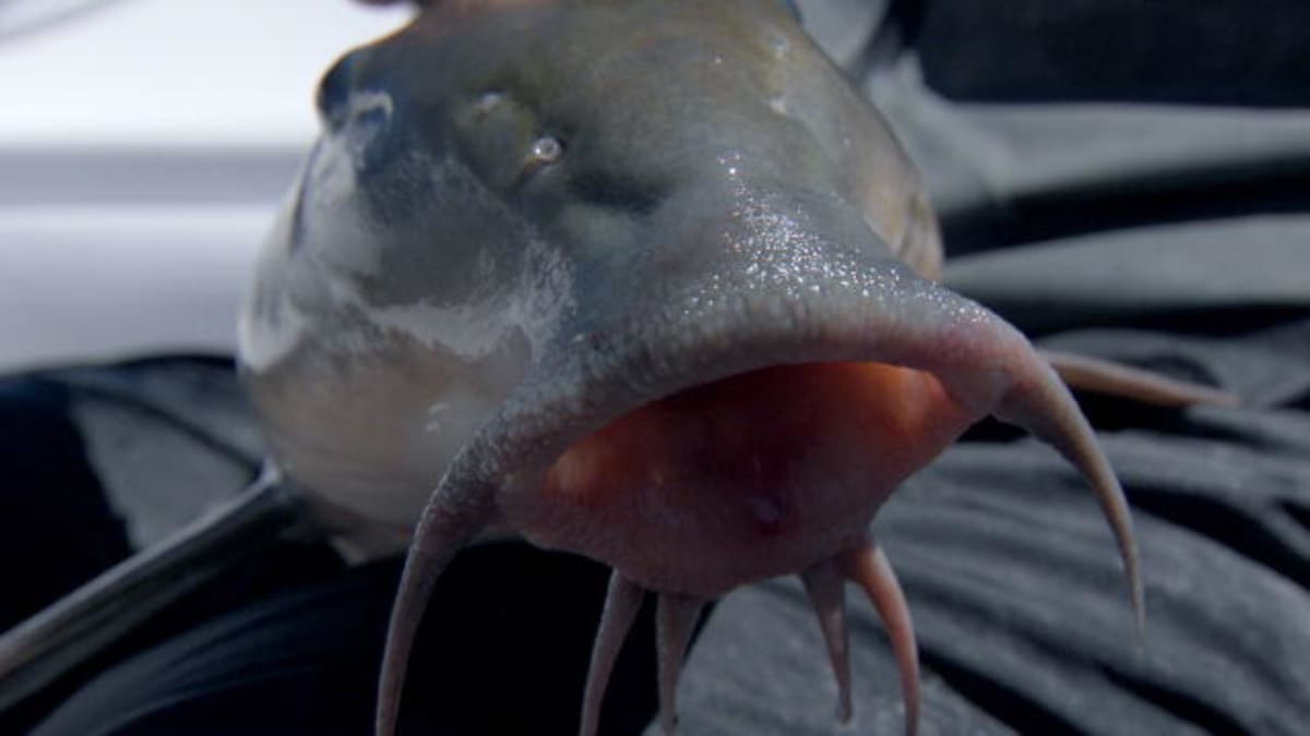 Armored Catfish Defenses Reveal River Predators - River Monsters ...