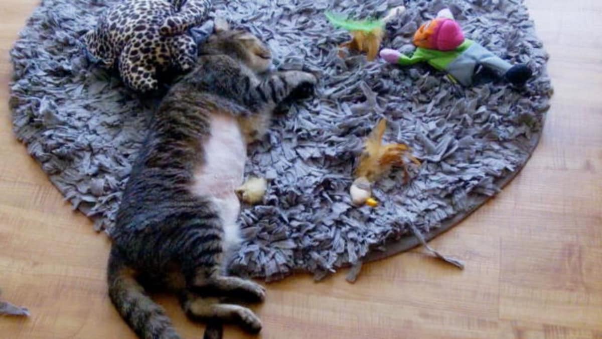 Poor Cat Foley Is Terrorized By Nightmares - My Cat From Hell | Animal ...