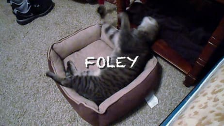 Poor Cat Foley Is Terrorized By Nightmares - My Cat From Hell | Animal ...