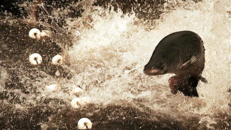 Fan Favorite: Giant Vundu Caught Under Dam - River Monsters | Animal Planet