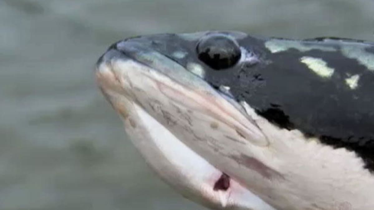 Diving for Snakeheads - River Monsters | Animal Planet