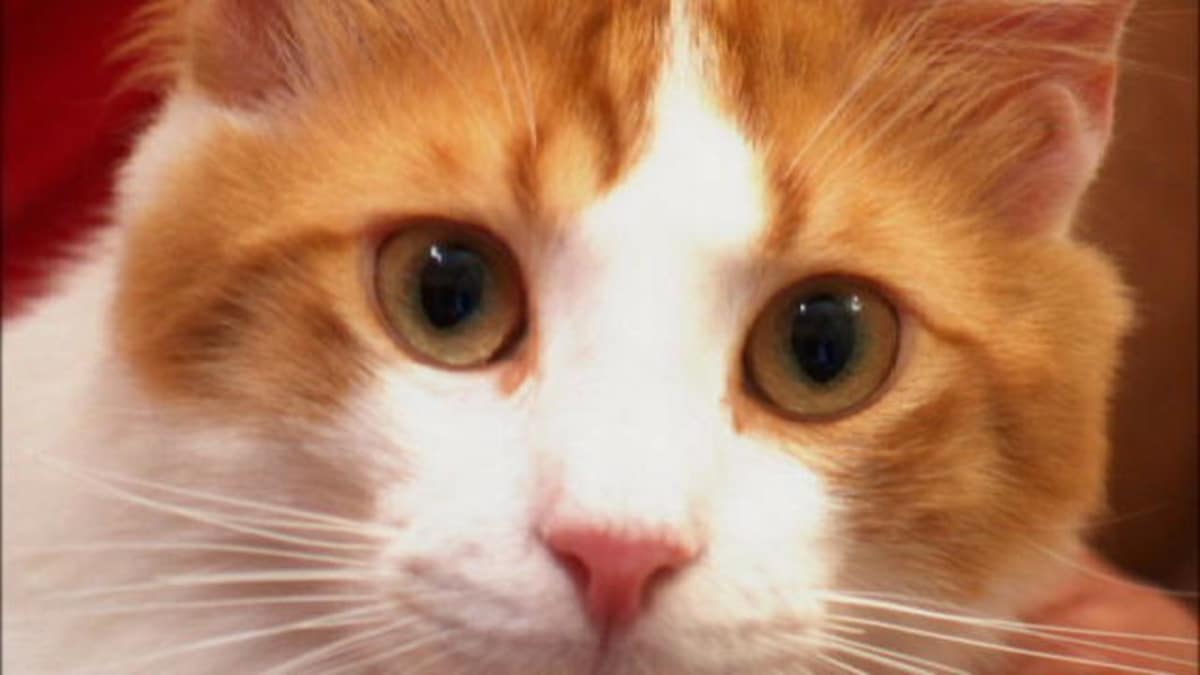 Aegean - Cats 101 | Animal Planet