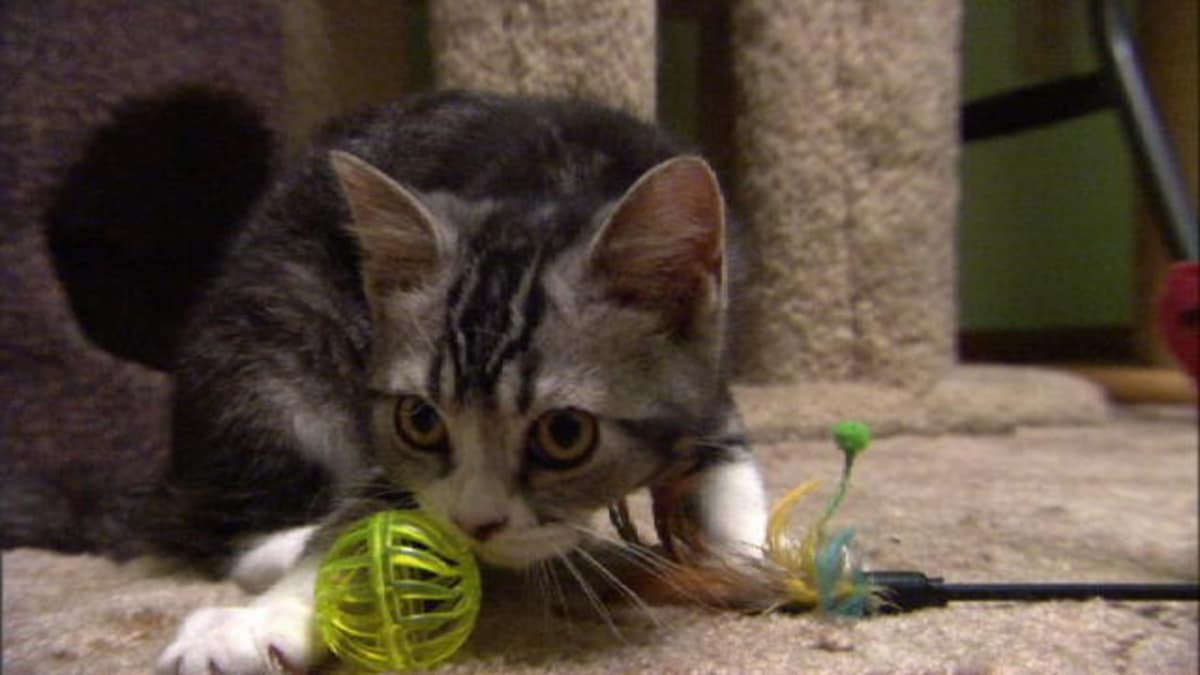American Wirehair - Cats 101 | Animal Planet