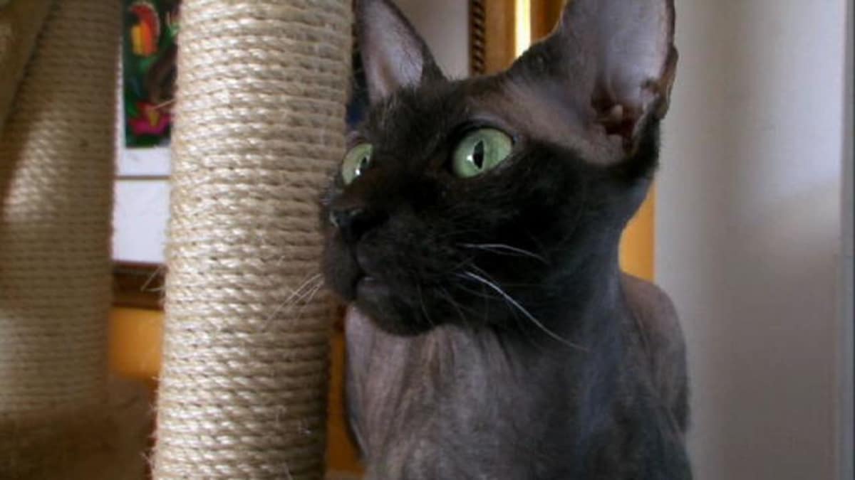 Donskoy - Cats 101 | Animal Planet