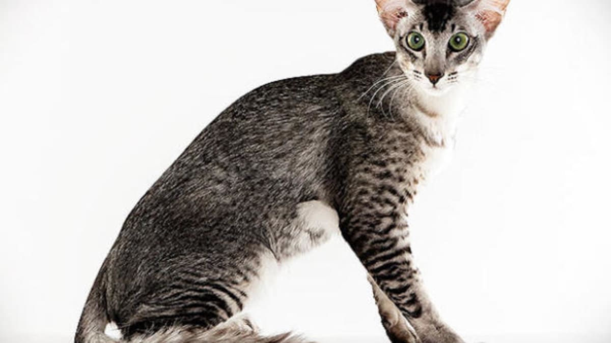 Oriental - Cats 101 | Animal Planet