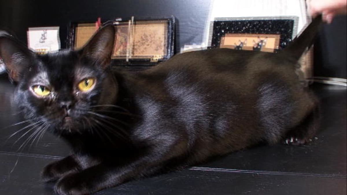 Bombay - Cats 101 | Animal Planet