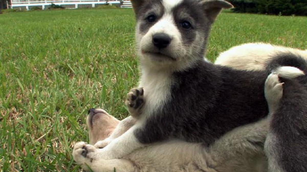 Canaan Dog - Dogs 101 | Animal Planet