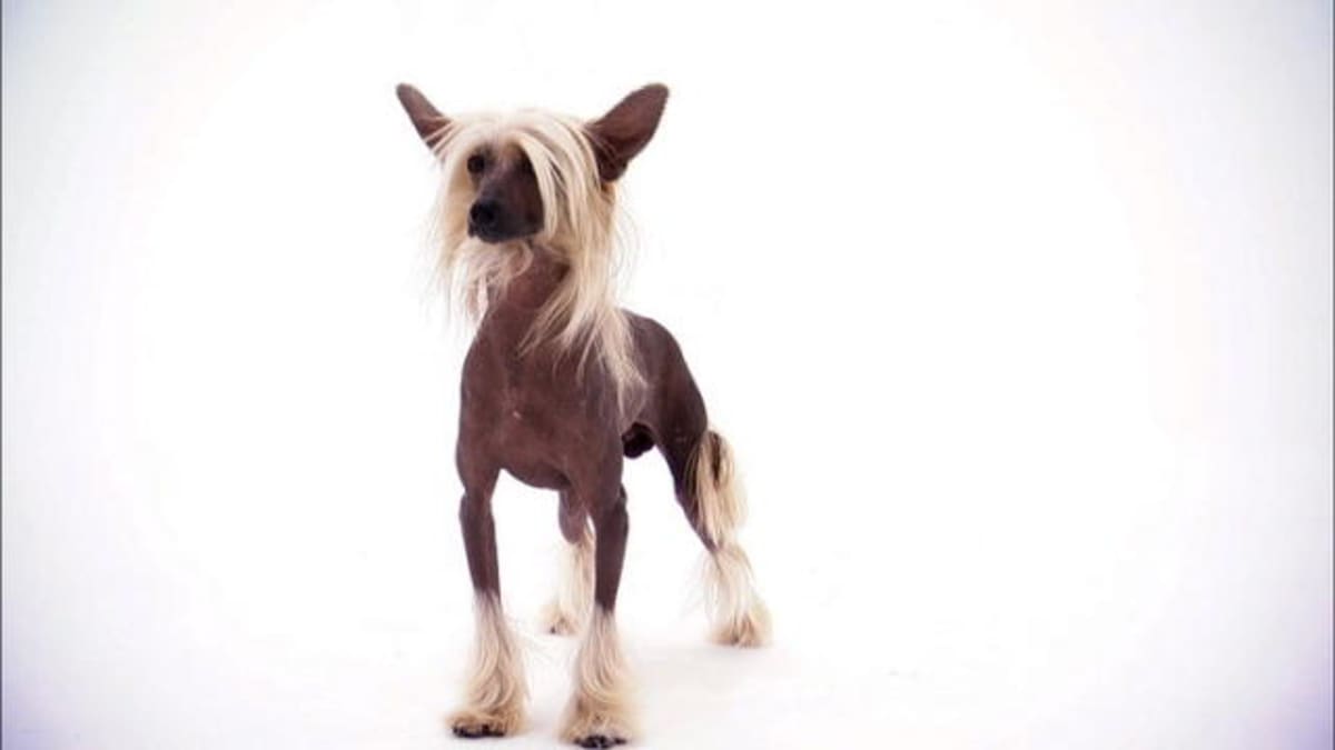 Chinese Crested - Dogs 101 | Animal Planet