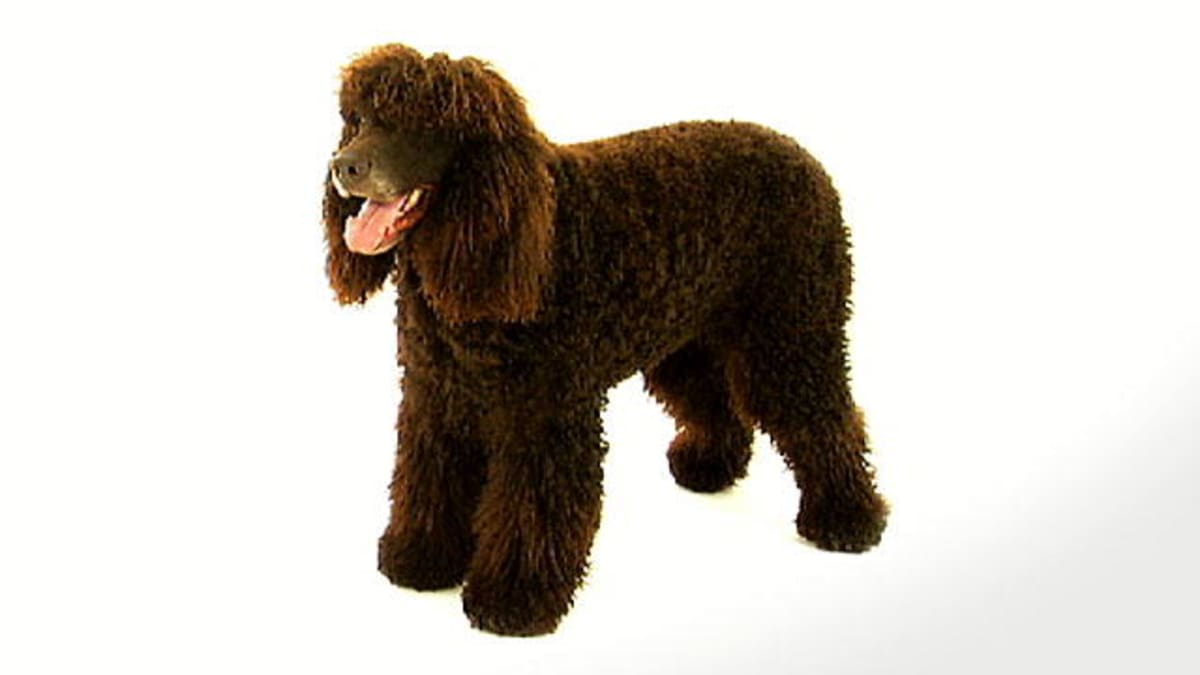 Irish Water Spaniel - Dogs 101 | Animal Planet
