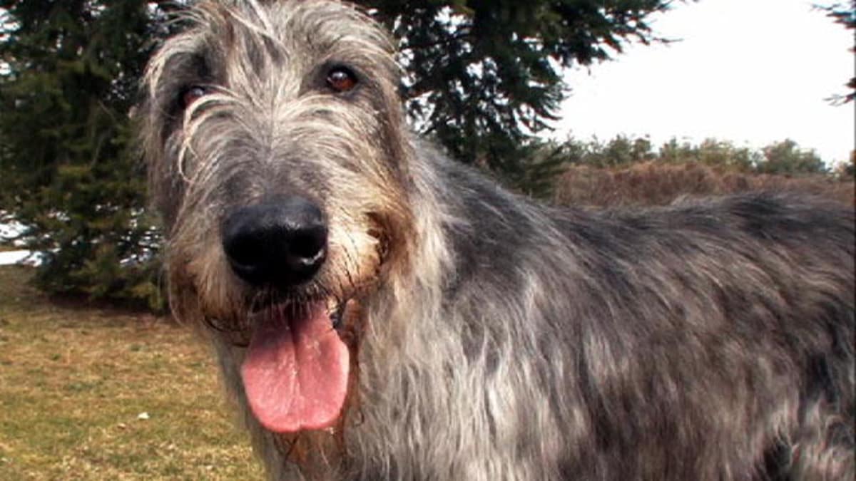 Irish Wolfhound - Dogs 101 | Animal Planet