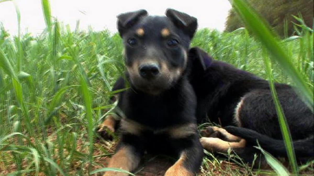 Australian Kelpie - Dogs 101 | Animal Planet